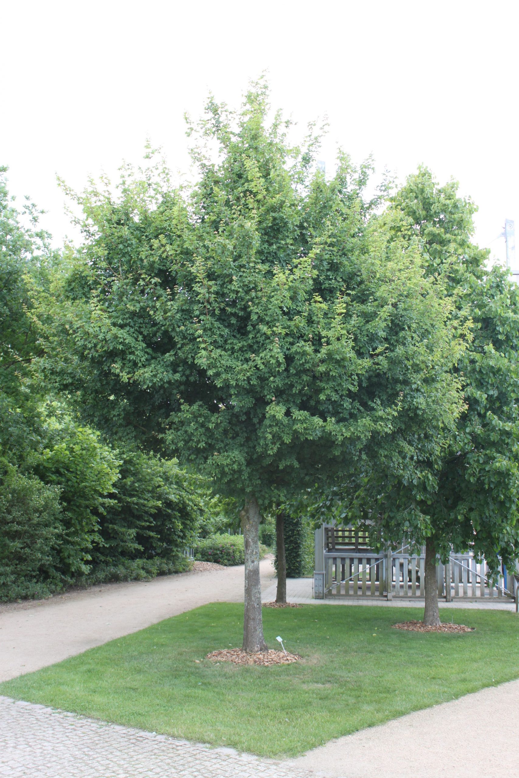 Acer Campestre Elsrijk Www markenbaumschule de Acer Campestre Elsrijk Www markenbaumschule de