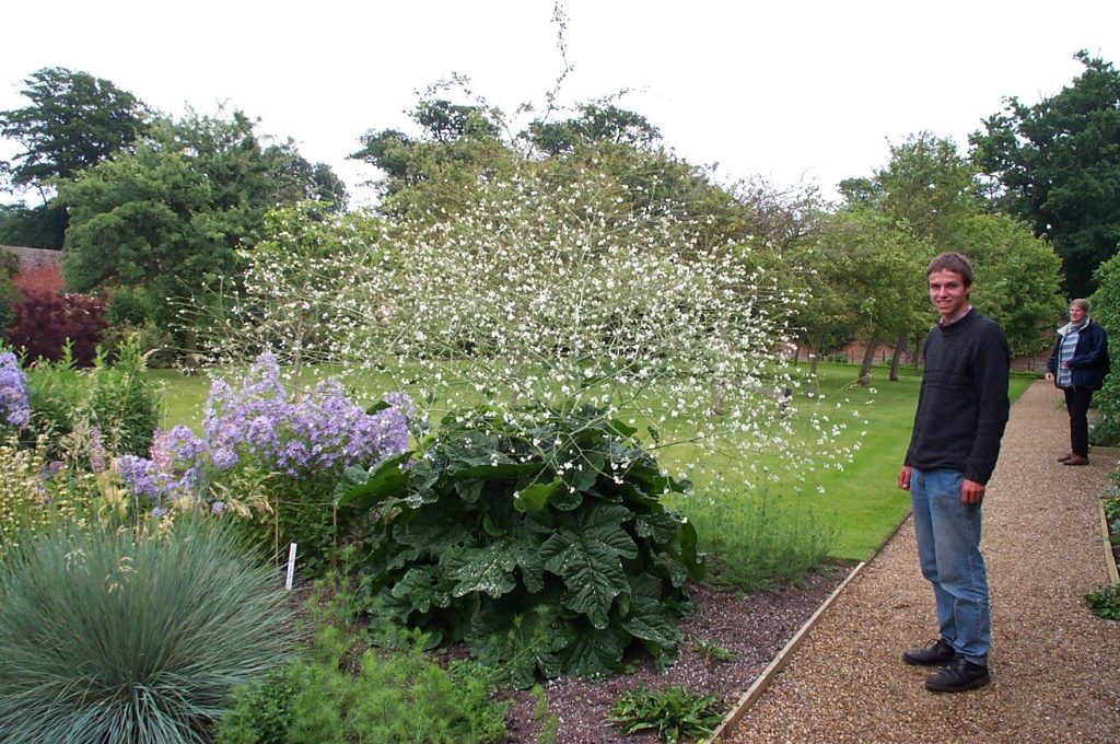 Crambe cordifolia – www.markenbaumschule.de