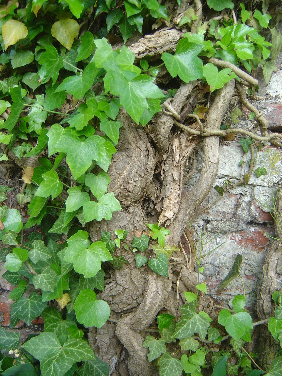 Hedera helix – www.markenbaumschule.de